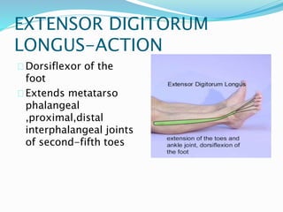 muscles of lower limb | PPTX