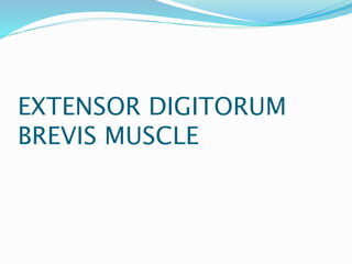 muscles of lower limb | PPTX