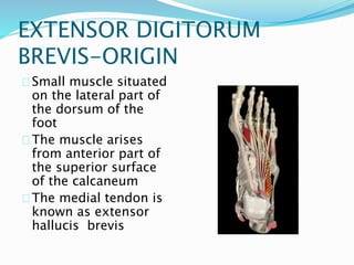 muscles of lower limb | PPTX