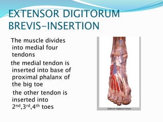muscles of lower limb | PPTX