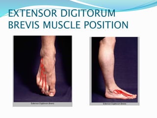 muscles of lower limb | PPTX