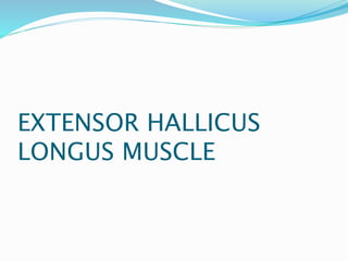 muscles of lower limb | PPTX