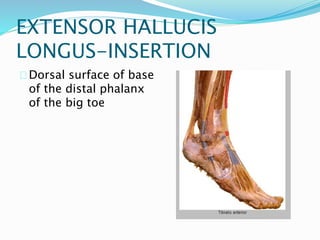 muscles of lower limb | PPTX