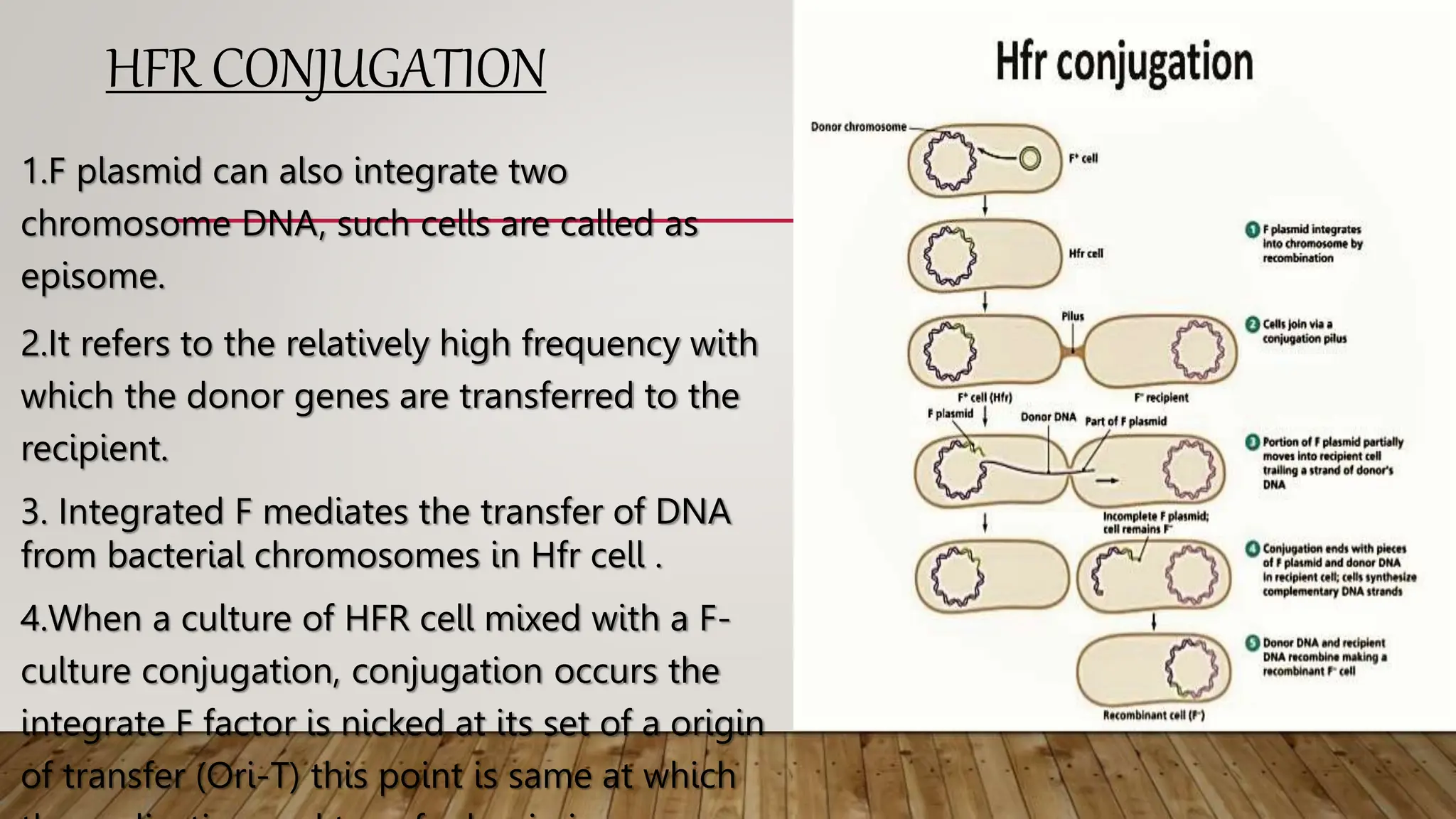 Recombination in Prokaryotes Transformation, conjugation, transduction ...