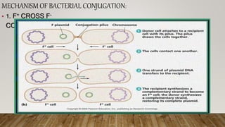 Recombination in Prokaryotes Transformation, conjugation, transduction ...