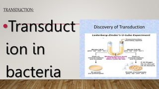 Recombination in Prokaryotes Transformation, conjugation, transduction ...