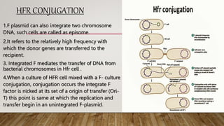 Recombination in prokaryotes, introduction, types | PPTX | Biological ...
