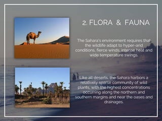 Sahara | PPTX