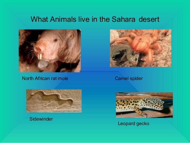 Sahara Desert In Africa Animals