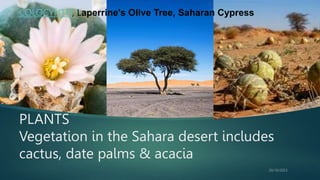 SAHARA DESERT_XIMEN A.pptx