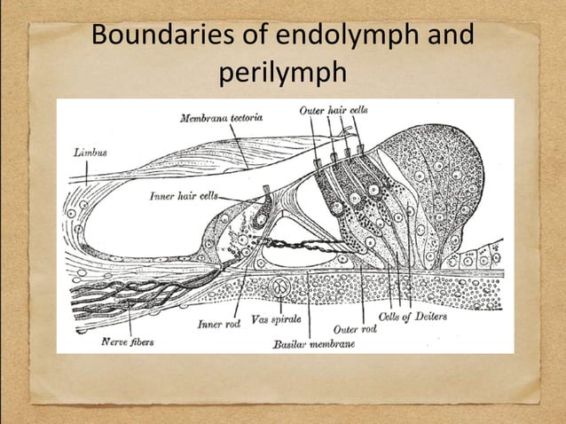 Ototoxicity, Temporal bone fractures & Otalgia | Dr Uday Chanakya | PPT