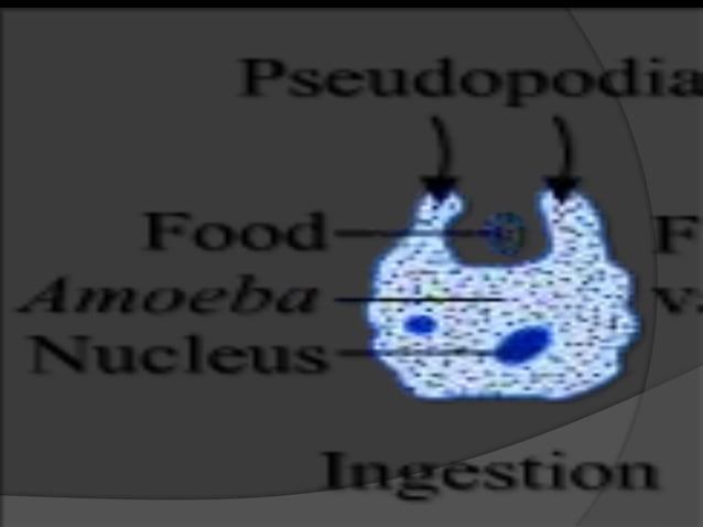Nutrition in Amoeba and Human Beings | PPTX | Dental Health | Diseases and Conditions