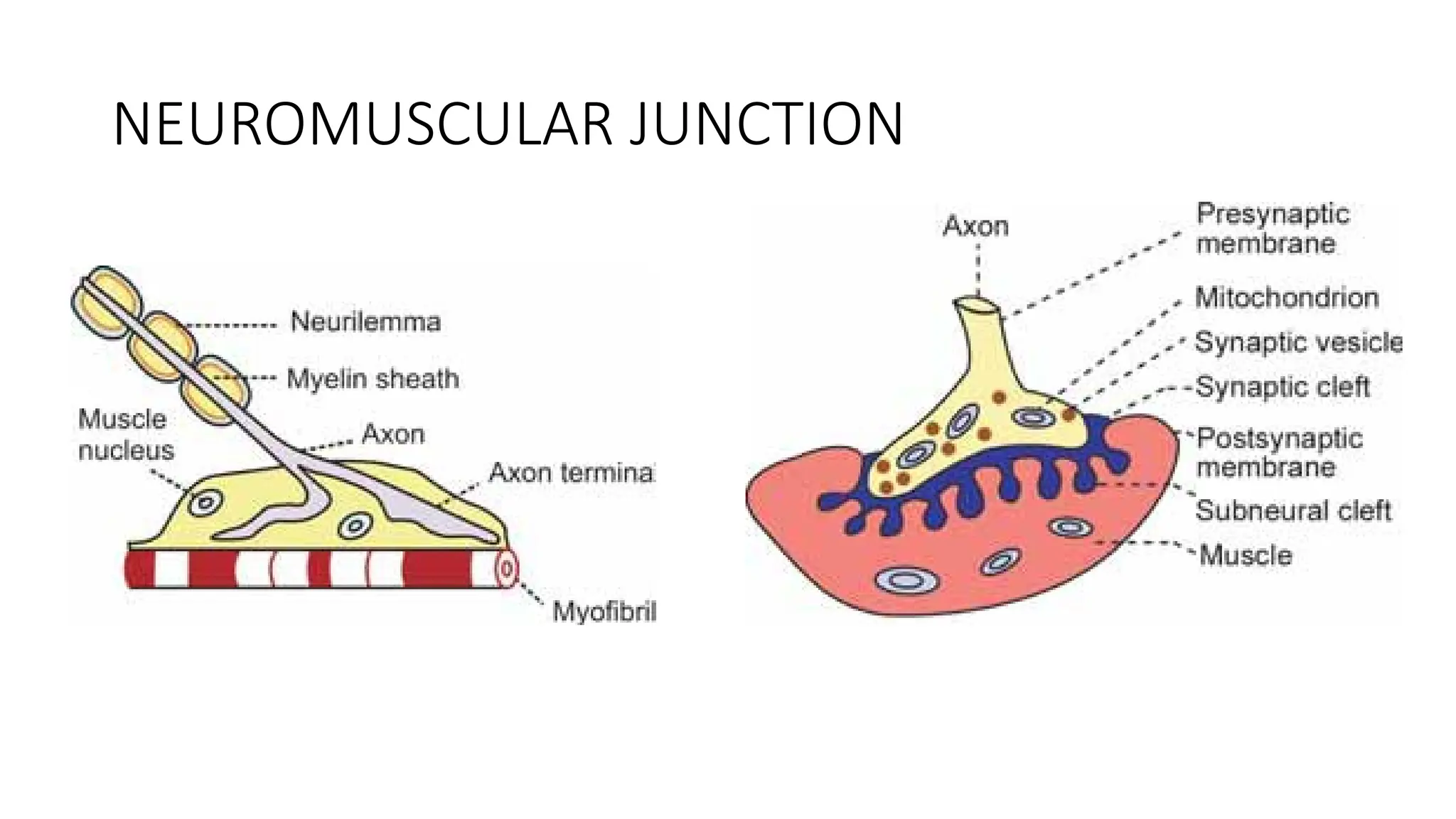 PRESENTATION ON PHYSIOLOGY NERVE AND MUSCLE | PPT
