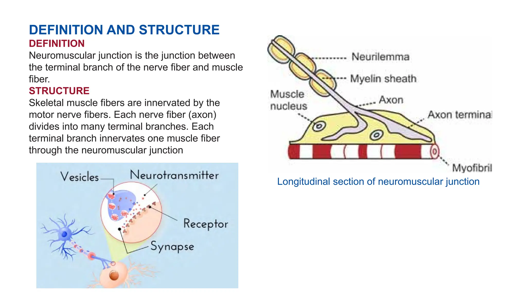 PRESENTATION ON PHYSIOLOGY NERVE AND MUSCLE | PPT