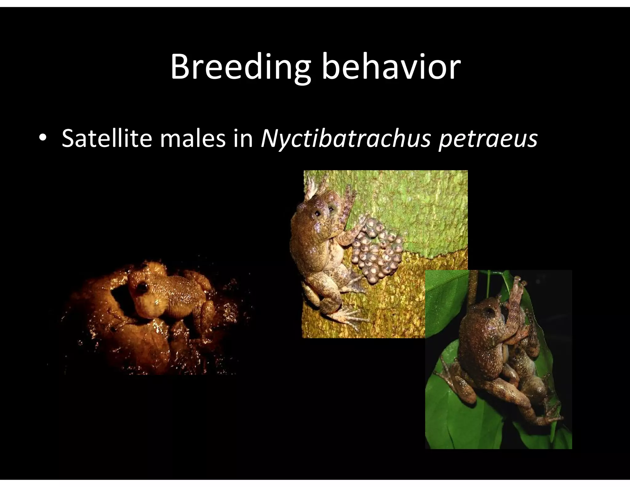 Sahyadri Amphibians Ku 8sep09(1) | PDF