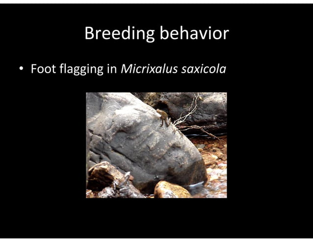 Sahyadri Amphibians Ku 8sep09(1) | PDF