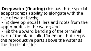 Different systems of rice cultivation in india | PPTX