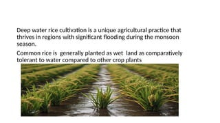 Different systems of rice cultivation in india | PPTX