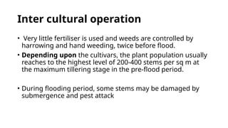 Different systems of rice cultivation in india | PPTX