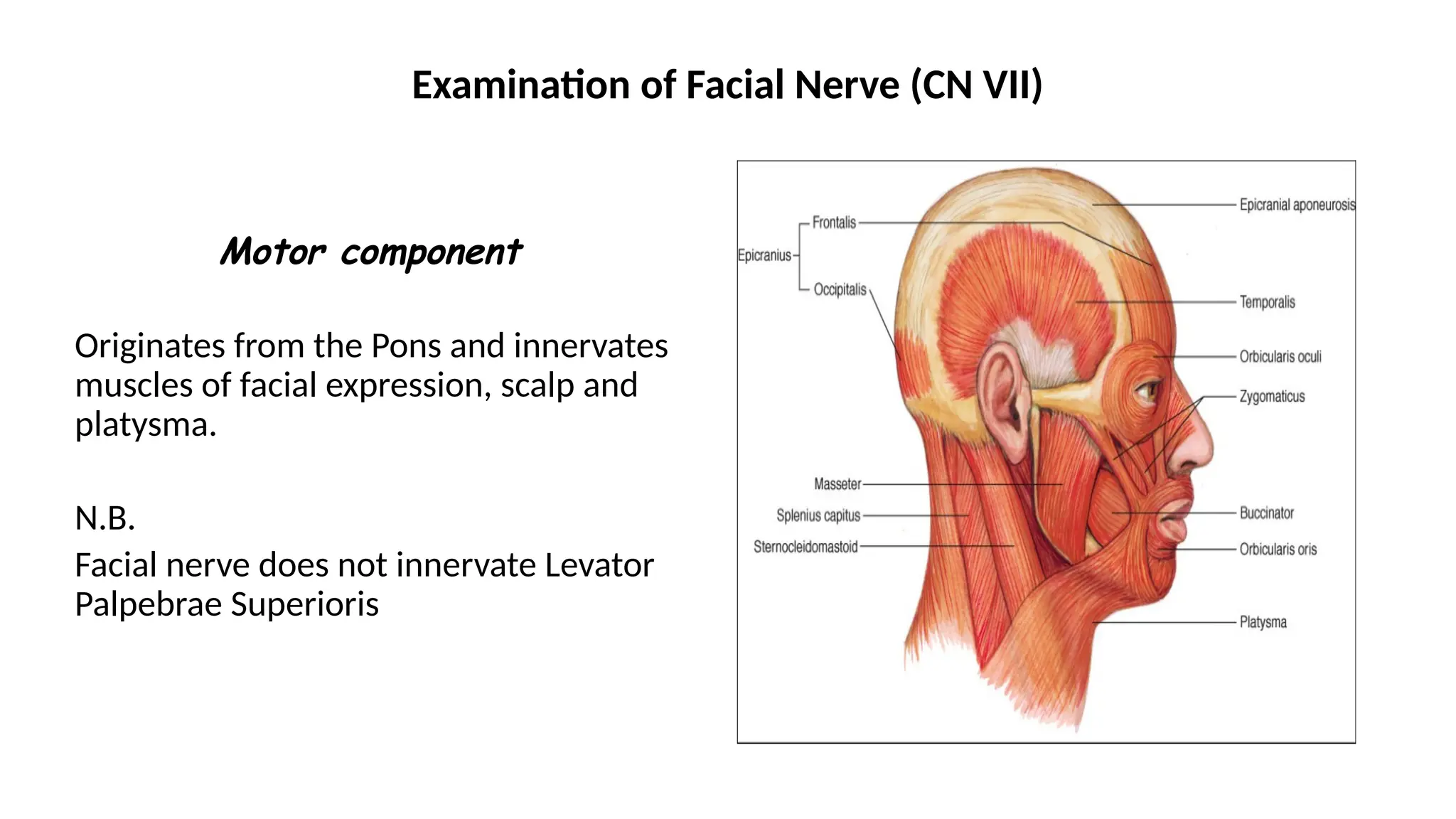 sai Cranial Nerves 7-12 examination of nerves | PPTX