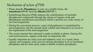Saif ppt phosphate solubilisation | PPTX