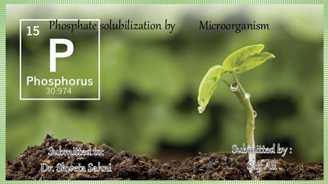 Saif ppt phosphate solubilisation