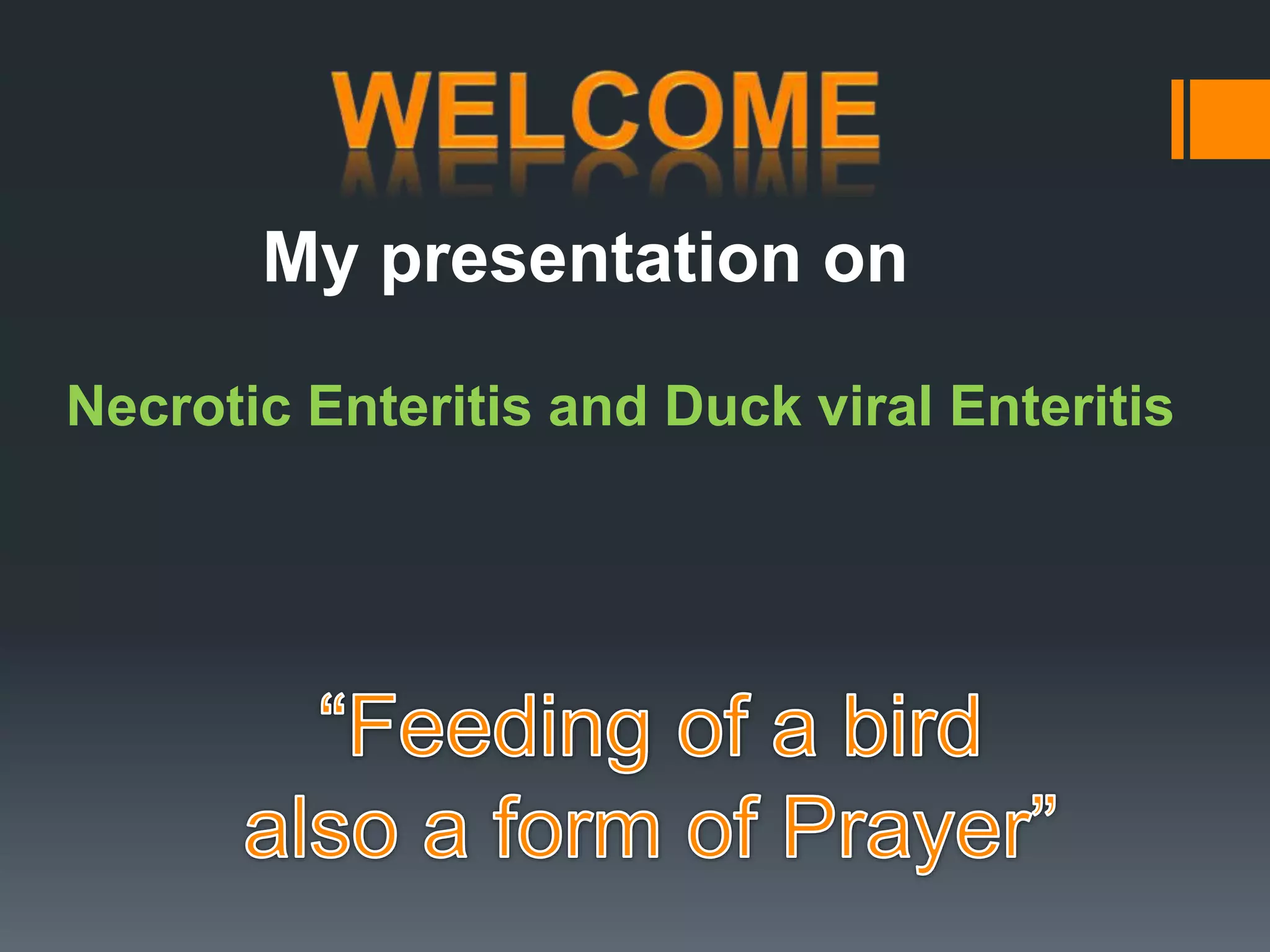 Necrotic Enteritis and Duck viral Enteritis | PPTX