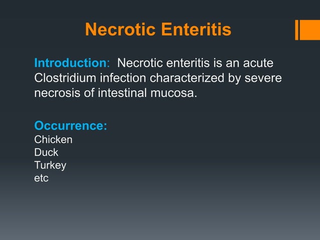 Necrotic Enteritis and Duck viral Enteritis | PPTX