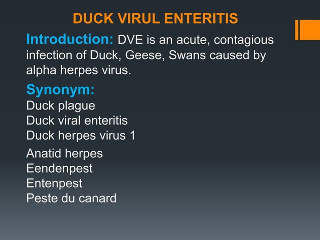 Necrotic Enteritis and Duck viral Enteritis | PPTX