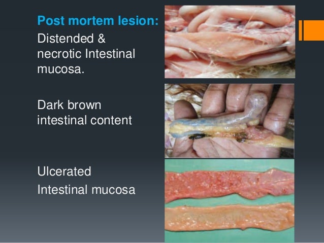 Necrotic Enteritis and Duck viral Enteritis