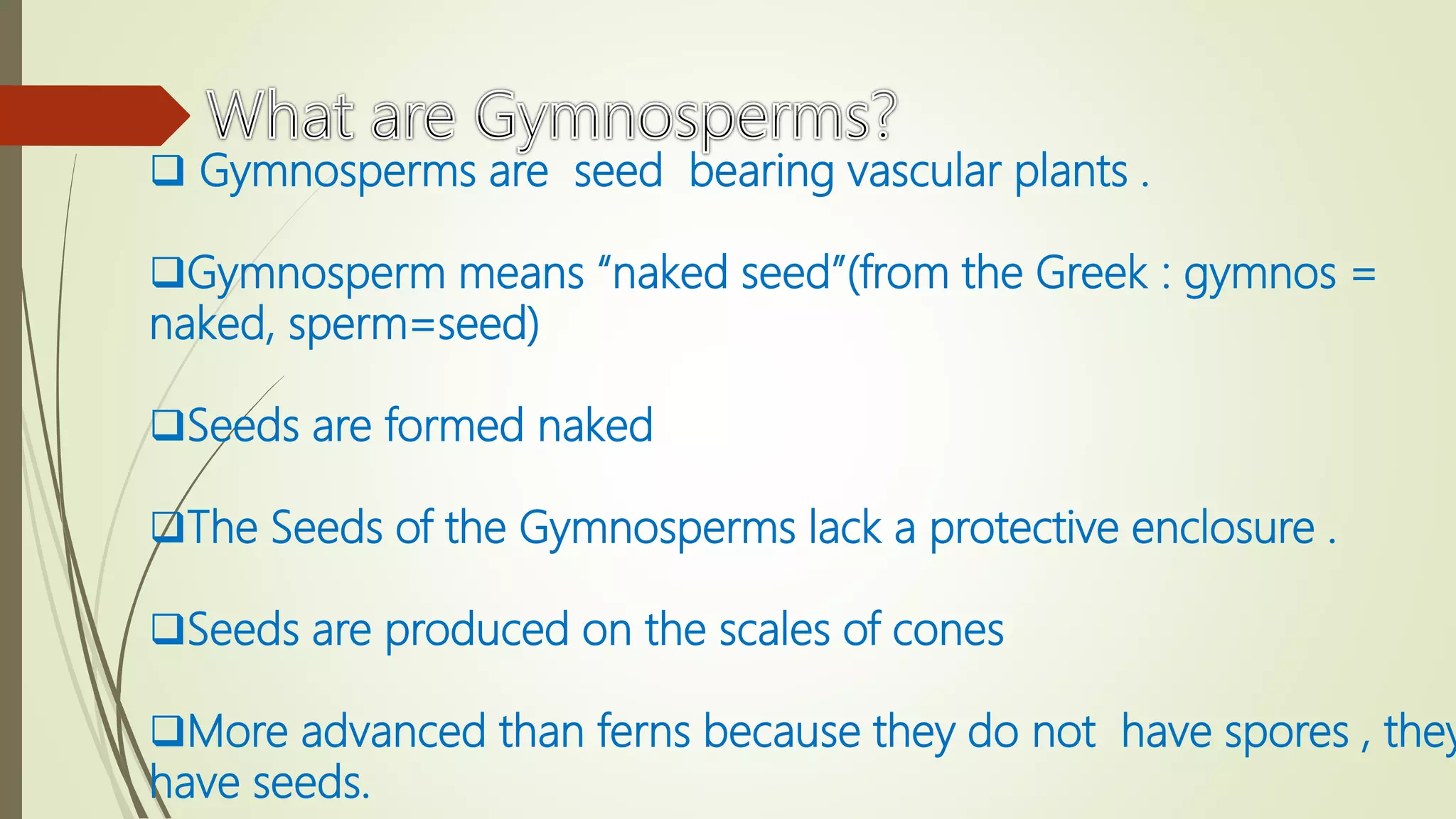 Gymnosperms and their importance | PPT