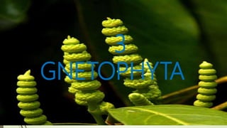 Gymnosperms and their importance | PPTX