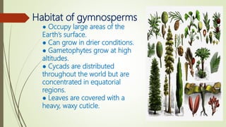 Gymnosperms and their importance | PPT