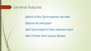 Gymnosperms and their importance | PPTX