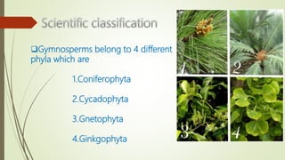 Gymnosperms and their importance | PPTX