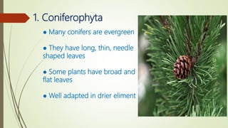 Gymnosperms and their importance | PPTX