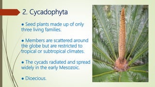 Gymnosperms and their importance | PPT