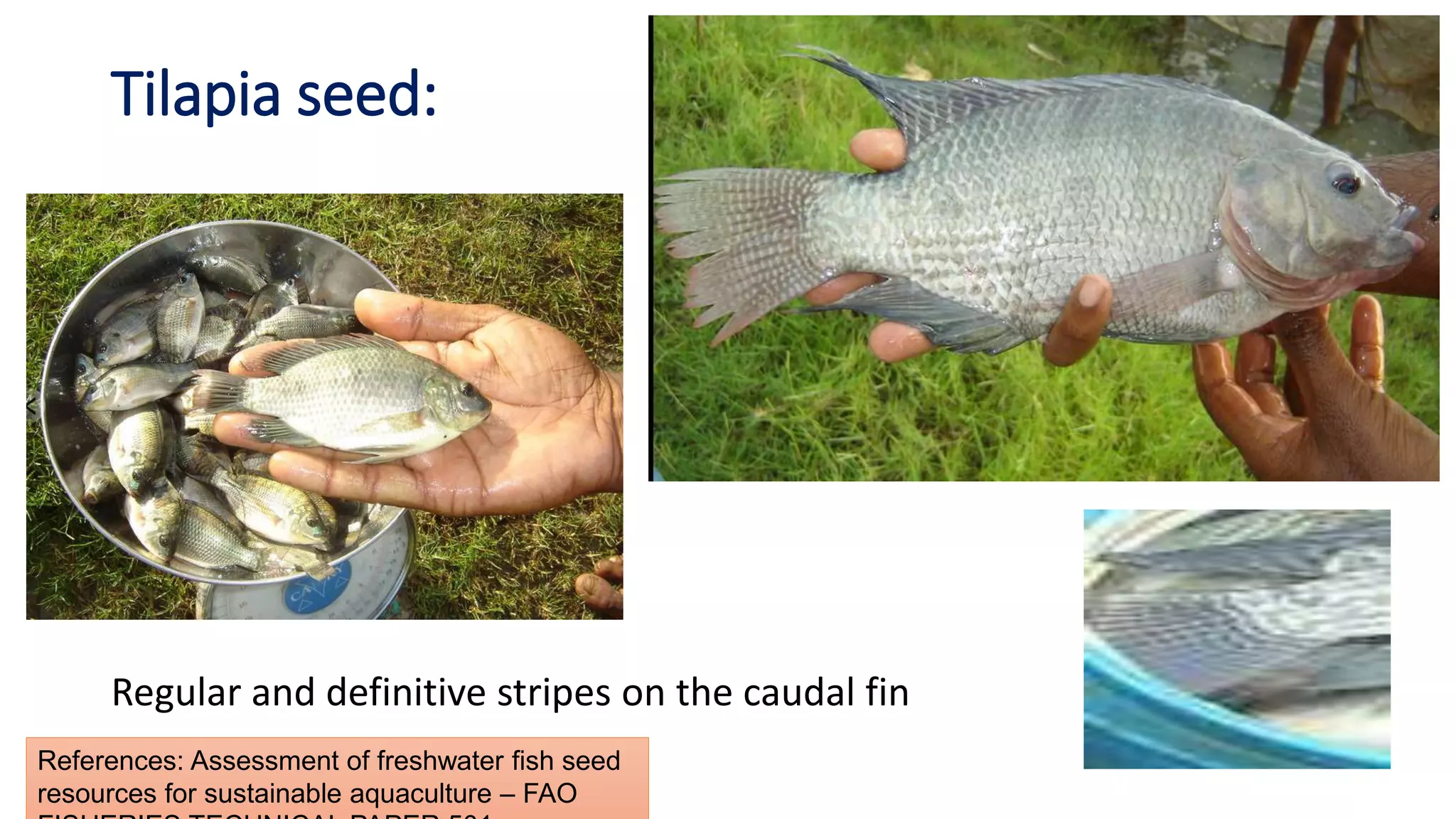 Identification of fish seed | PPTX