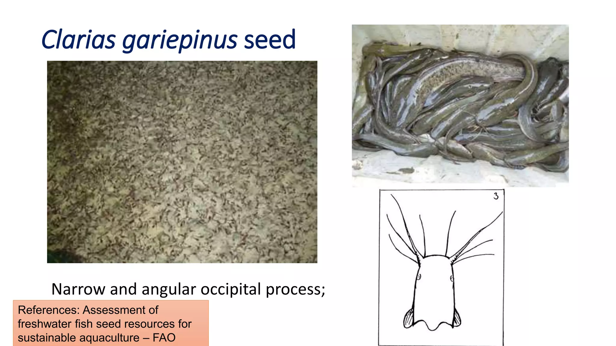 Identification of fish seed | PPTX
