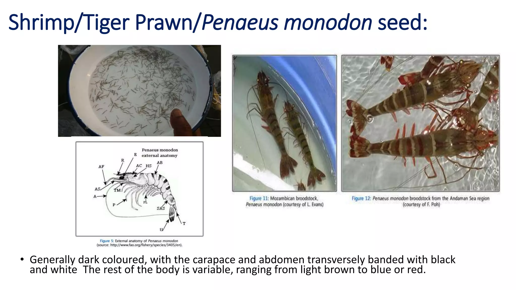 Identification of fish seed | PPTX