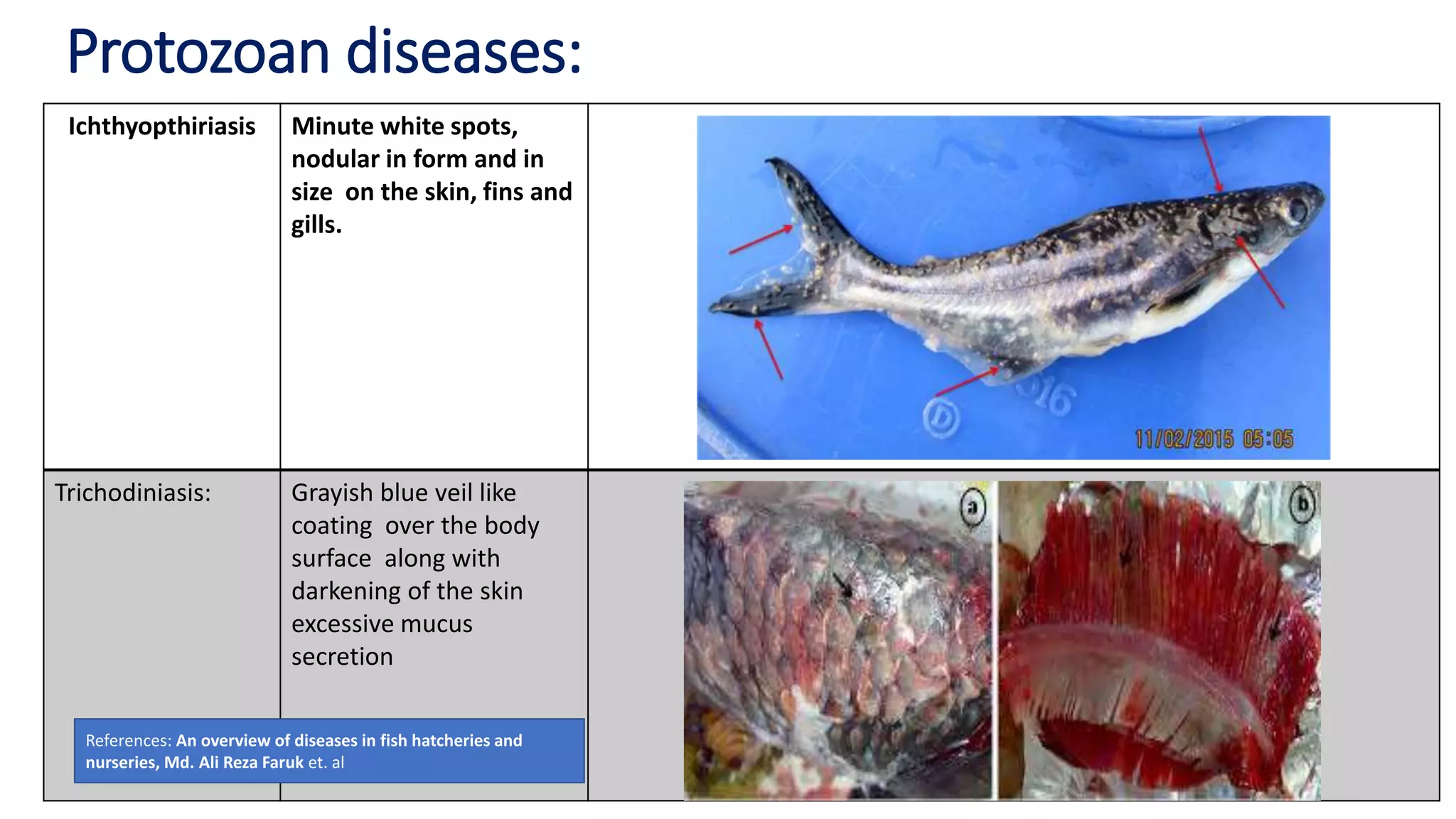 Identification of fish seed | PPTX