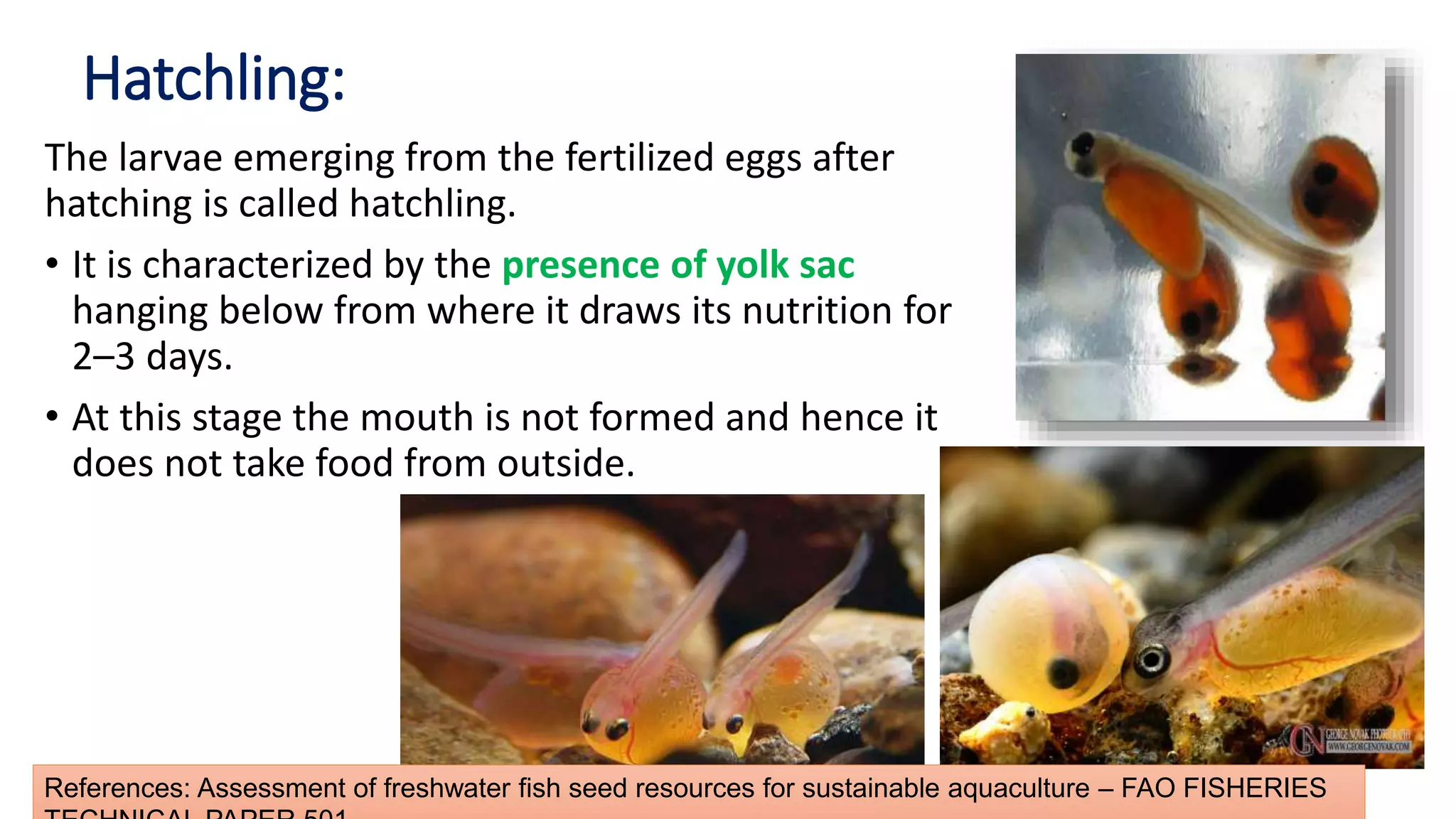 Identification of fish seed | PPTX