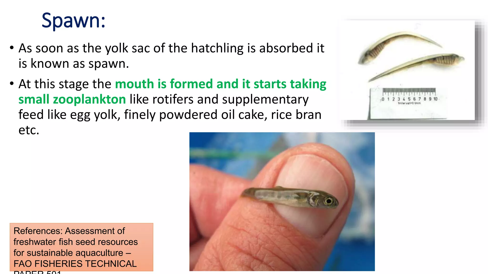 Identification of fish seed | PPTX