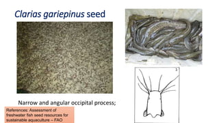 Identification of fish seed | PPTX
