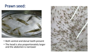 Identification of fish seed | PPTX