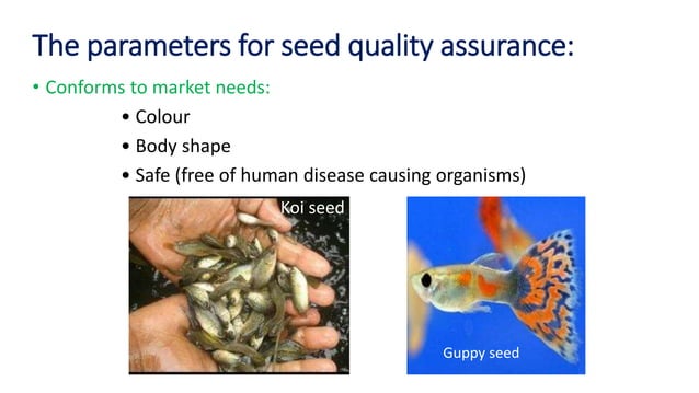 Identification of fish seed | PPTX