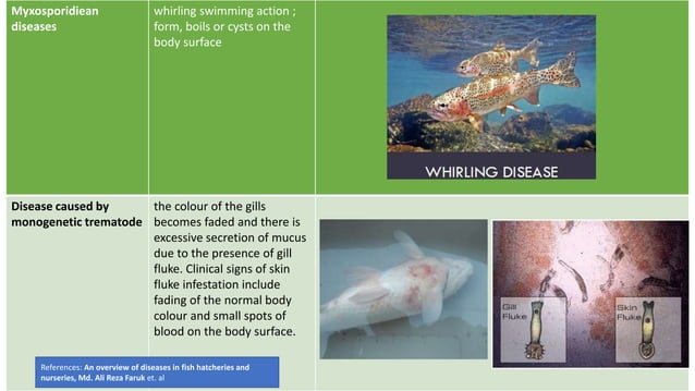 Identification of fish seed | PPTX