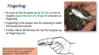 Identification of fish seed | PPTX