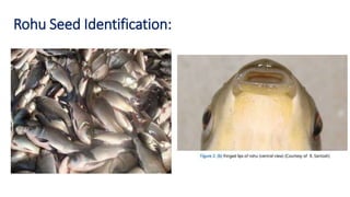 Identification of fish seed | PPTX