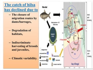 HISLA CONSERVATION ALL OVER WORLD | PPTX